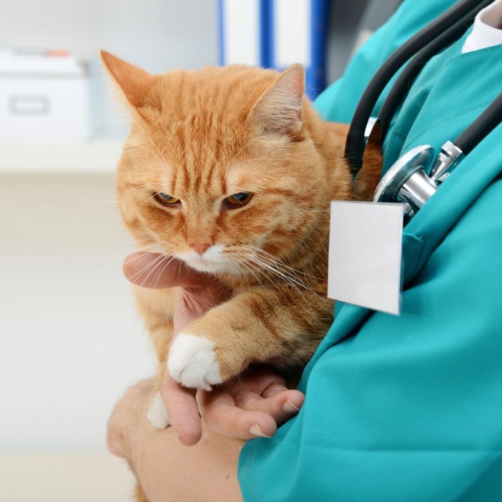 Cat Friendly Handling in Waupaca, WI | Countryside Animal Hospital